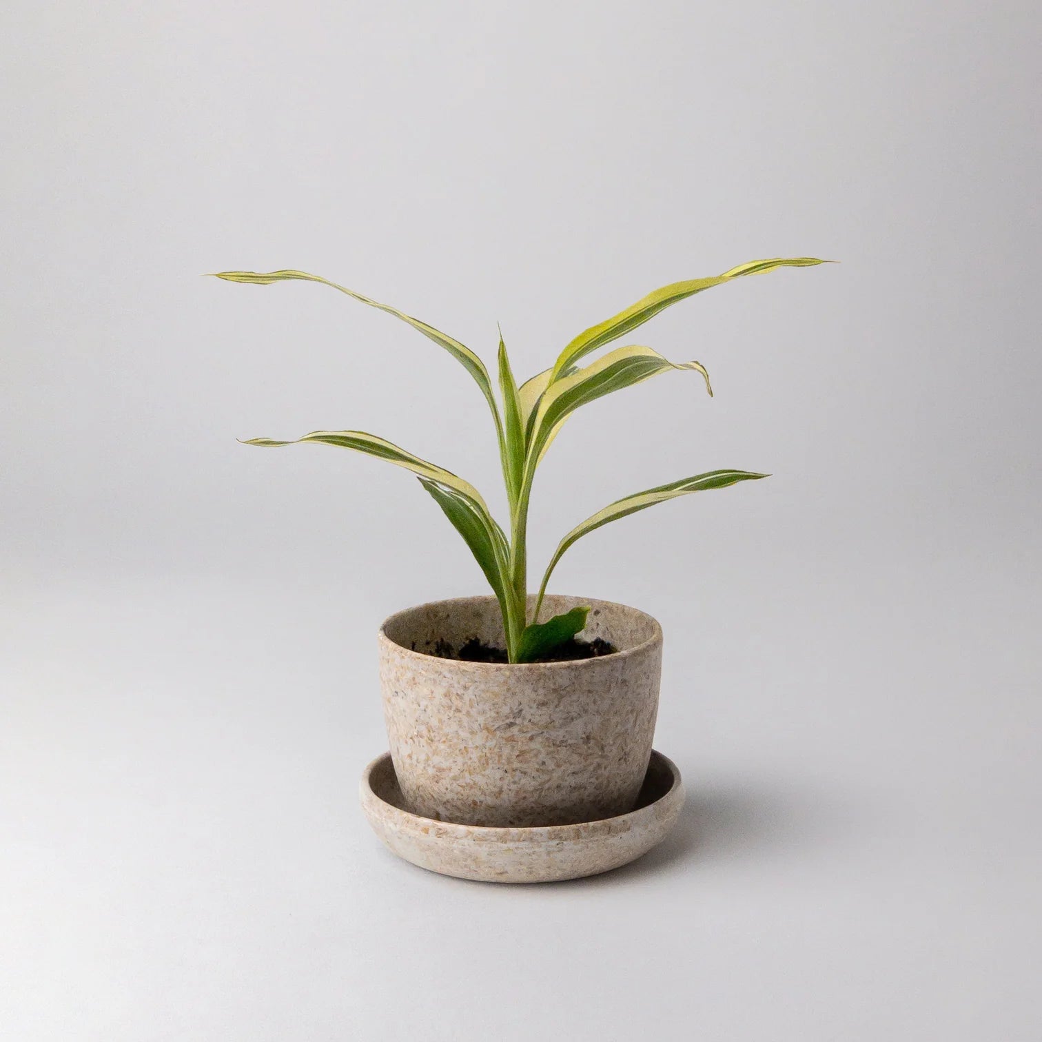 Rice Husk Mini Planter – SEED BRKLYN